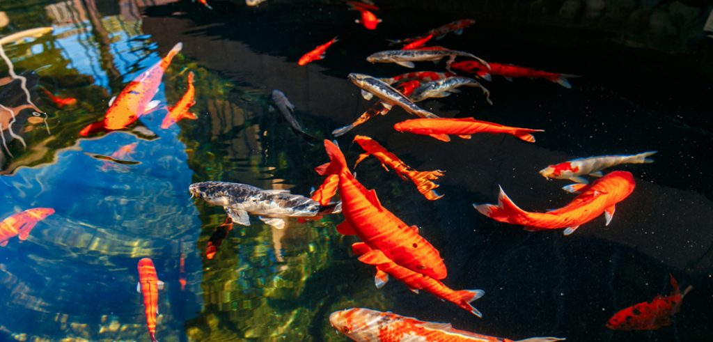 The Perfect Koi For Your First Pond | Everything Koi