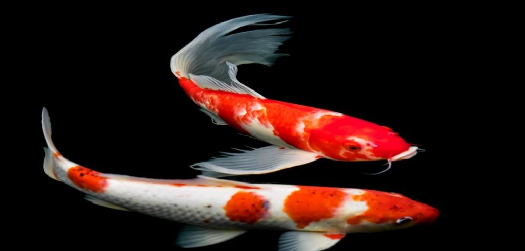 What Will Affect The Growth Of Your Koi Fish? | Everything Koi
