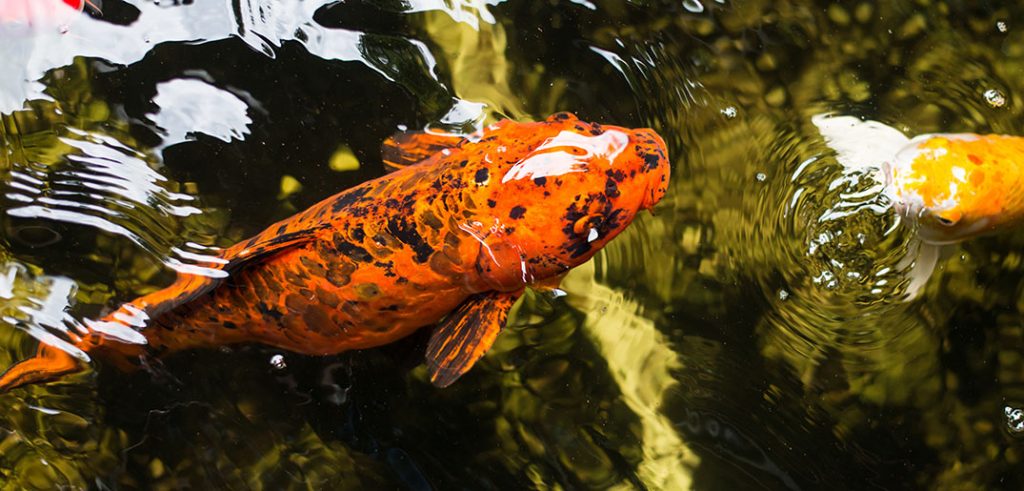 Koi Spotlight: Bekko | Everything Koi
