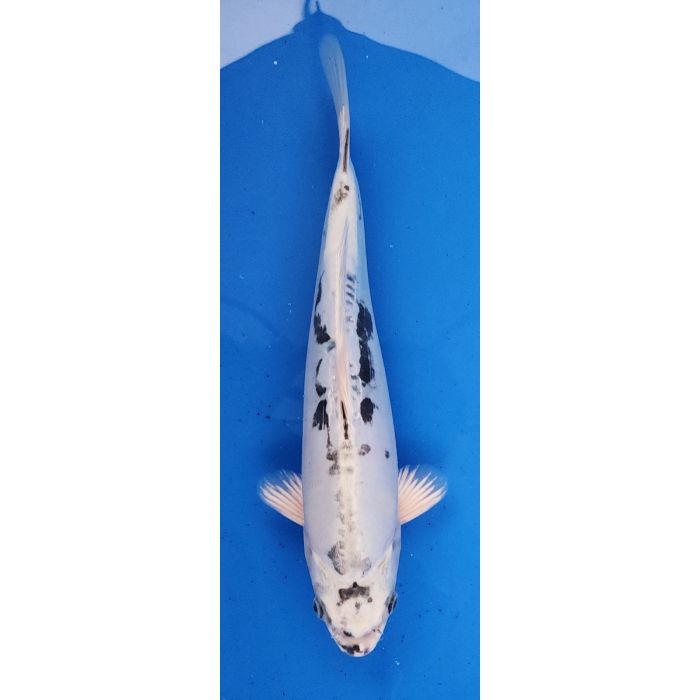 Blue Koi Doitsu