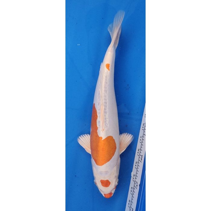 Doitsu Hariwake Koi Fish