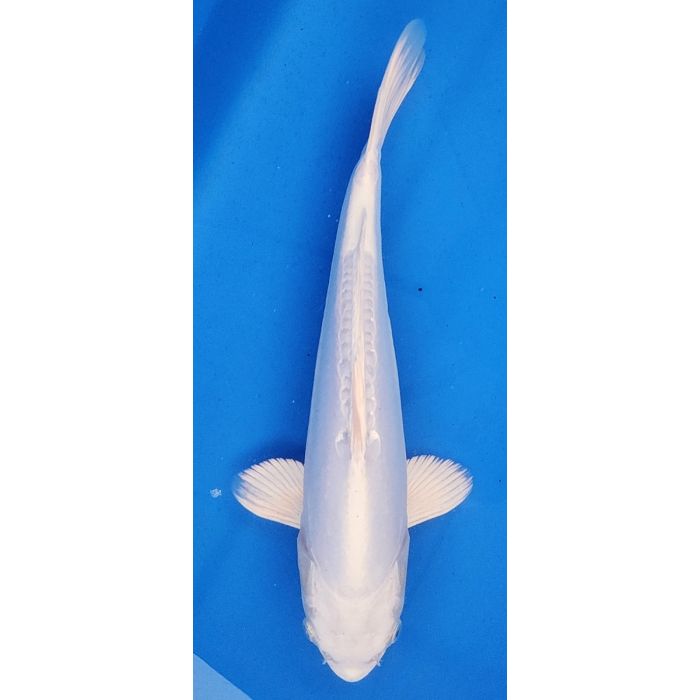 Blue Koi Doitsu